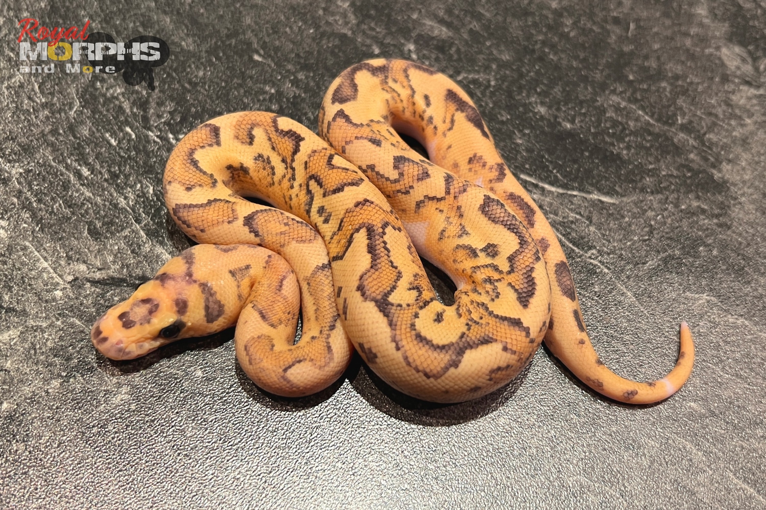 Disco Inferno Clown Ball Python by Royal MORPHS and More - MorphMarket