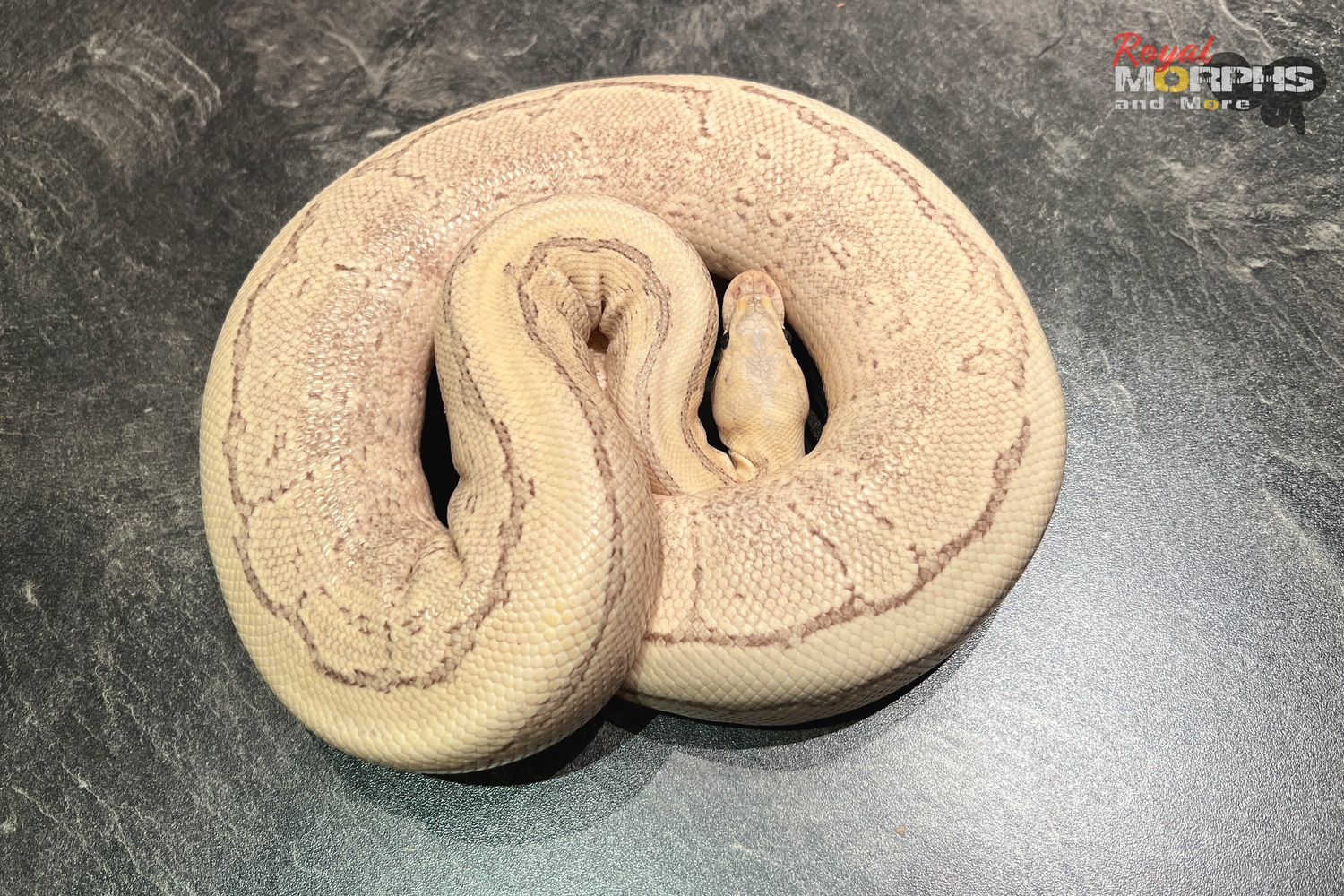 BLACK WEEK SALE - Rodeo Cream Poss. Het. Clown BREEDER Ball Python by ...