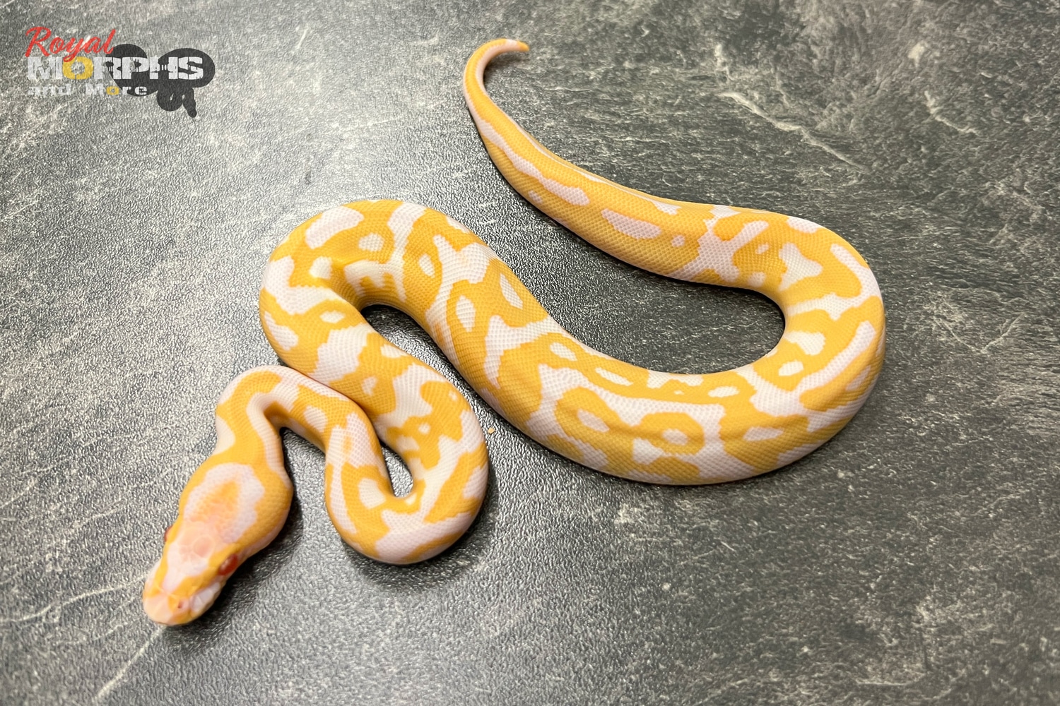 Leopard Albino 100% Het. Pied Ball Python by Royal MORPHS and More ...