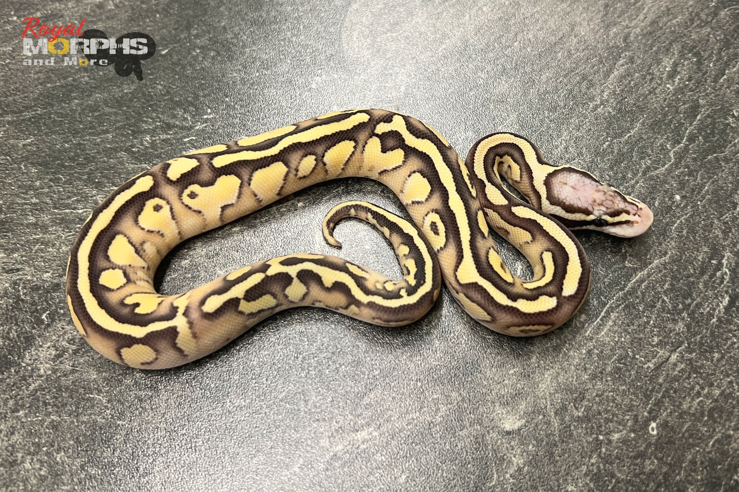 Firefly Lesser 100% Dh. DG Clown Ball Python by Royal MORPHS and More ...