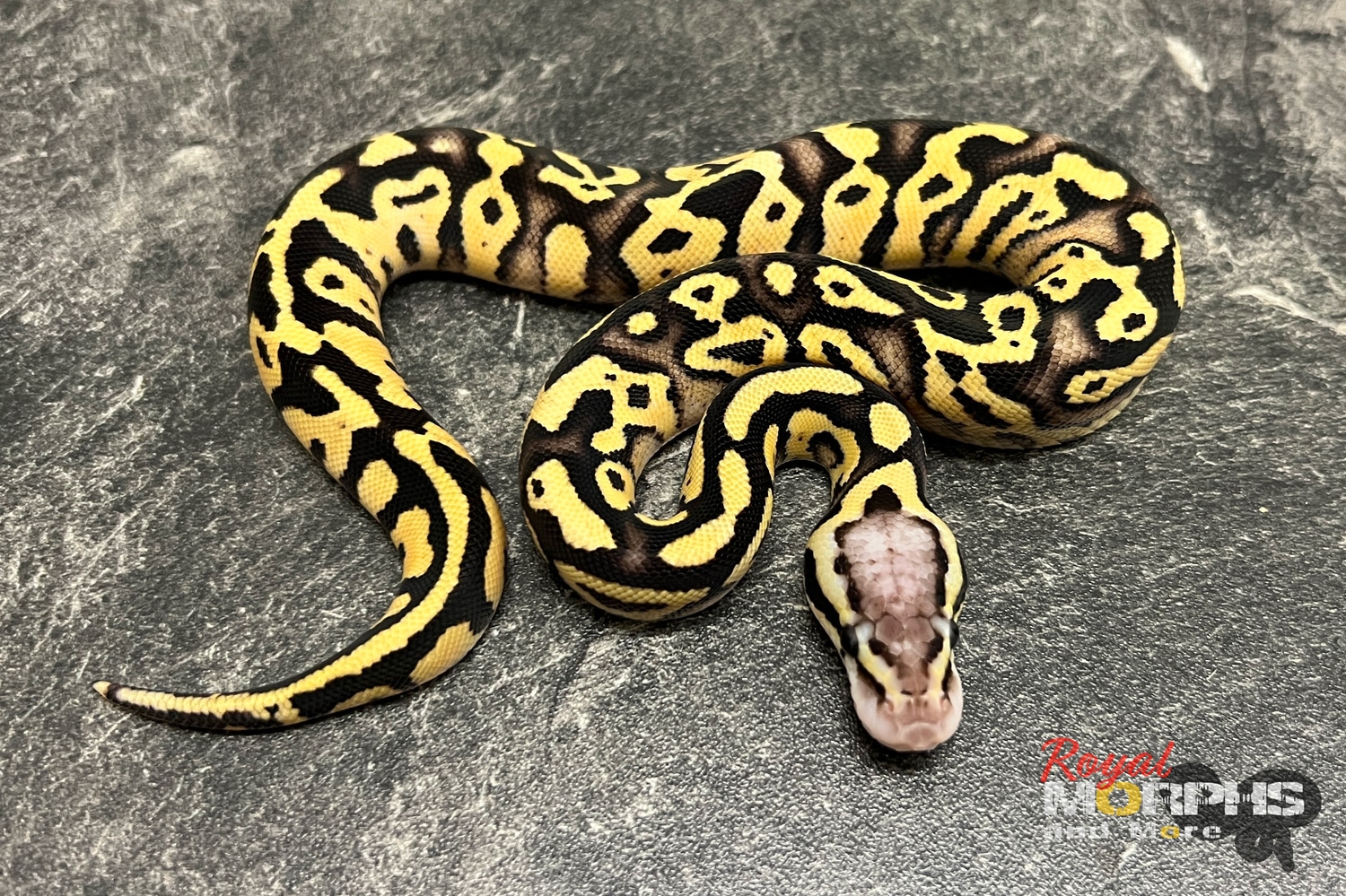 BLACK WEEK SALE - Firefly 100% Dh. DG Clown Ball Python by Royal MORPHS ...