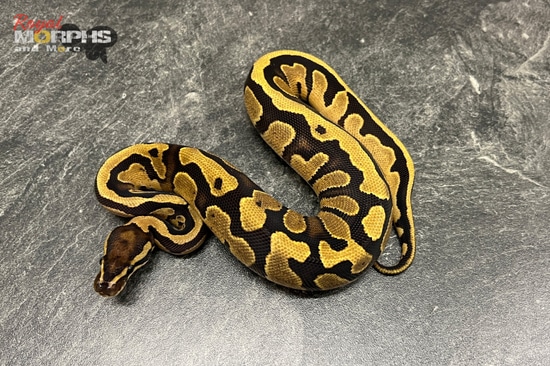Classic 100% Dh. Desert Ghost Piebald Ball Python by Royal MORPHS and More