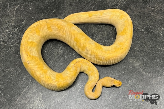 Firefly Enchi Champagne 100% Het. Clown BREEDER Ball Python by Royal ...
