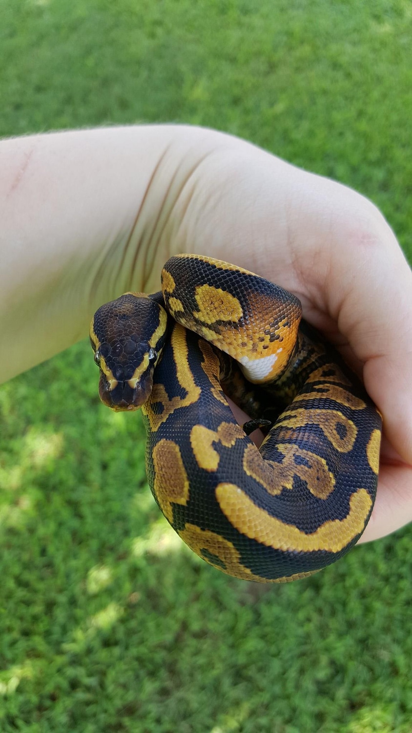 Yellow Belly Het Pied Ball Python by Royal Morphsss - MorphMarket