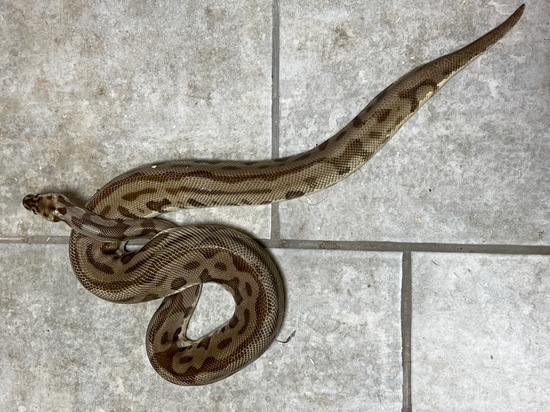 Cinnamon Enchi Leopard Lemon Pastel Woma Ball Python by ...