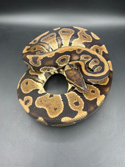 Het Ultramel Het Pied Ball Python by Royalracksandmorphs's Store