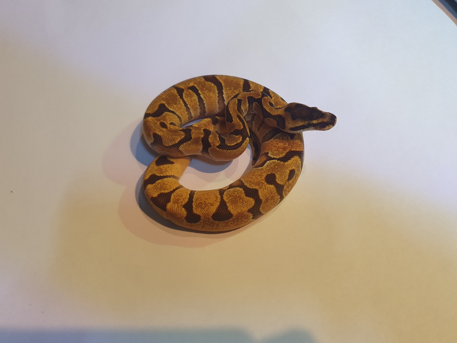 Super Enchi Nr Mandarin Ball Python by Royal Reptiles of Essex ...
