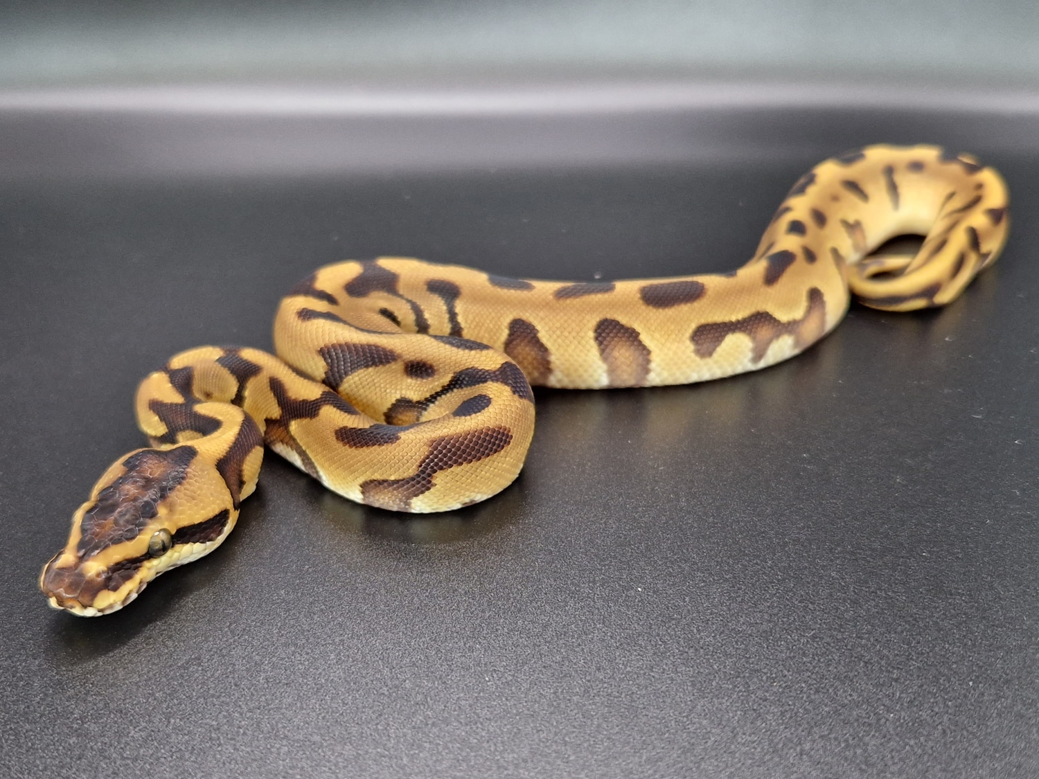 Super Enchi Leopard Nr Mandarin Ball Python by Balls Unleashed ...