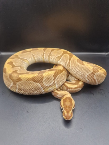 Super Enchi Monarch Ball Python by Balls Unleashed