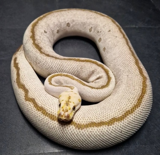 Bamboo Leopard Clown Ball Python by Balls Unleashed