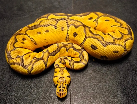 Clown Pastel Het Monarch Ball Python by Balls Unleashed