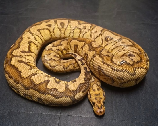 Spot Nose Special Clown Ball Python by Balls Unleashed
