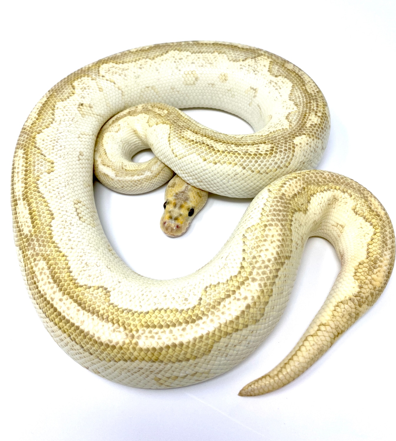 Nuclear Clown Ball Python by Royal Blue Reptiles - MorphMarket