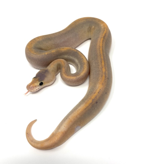 Cinnamon Mimosa Ball Python by Royal Blue Reptiles