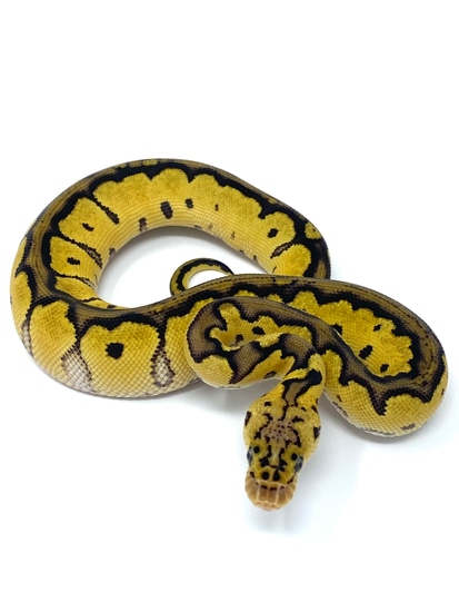 Pastel Clown Ball Python by Royal Blue Reptiles