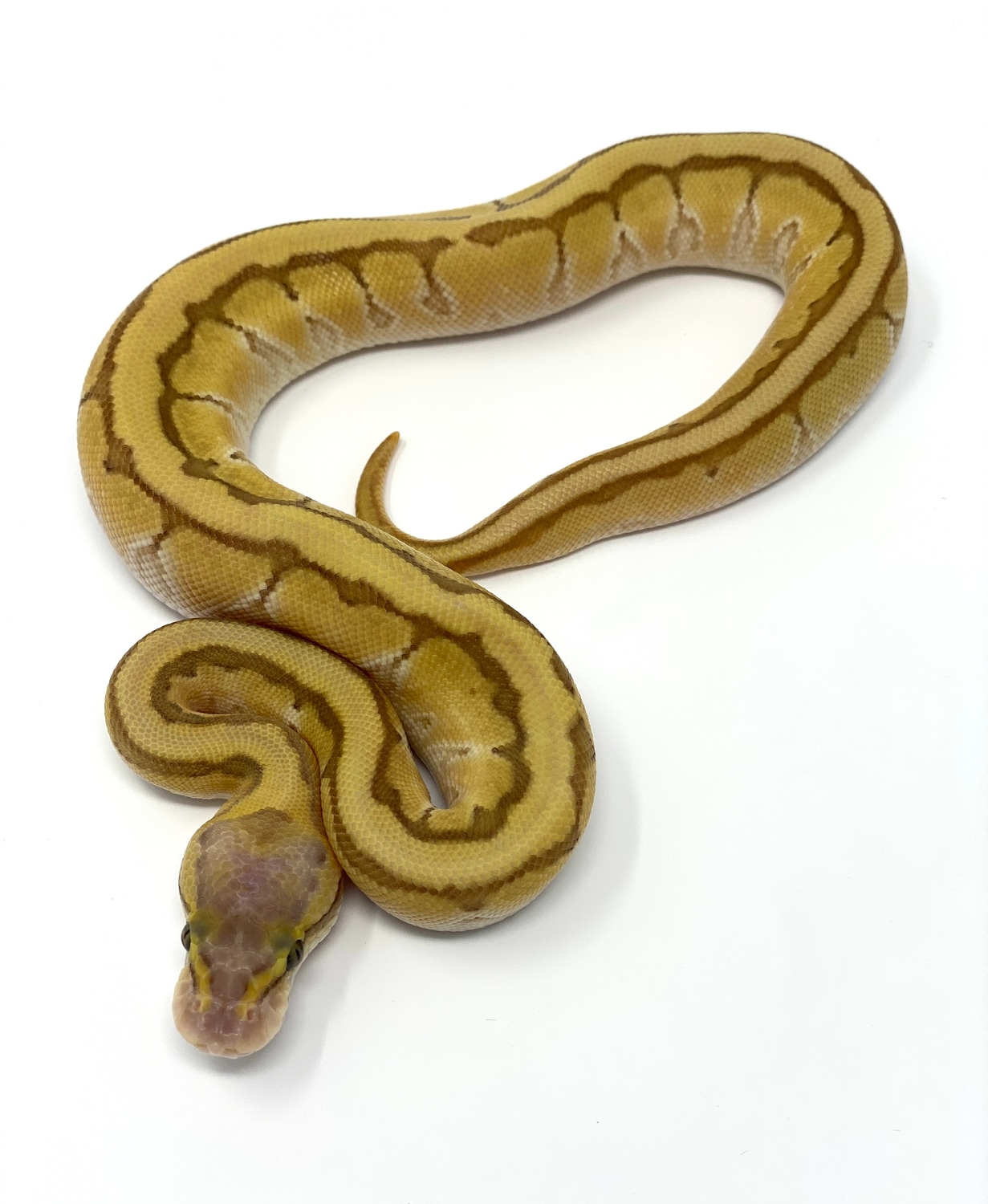 Enchi Emperor Pinstripe Het Desert Ghost Ball Python by Royal Blue ...