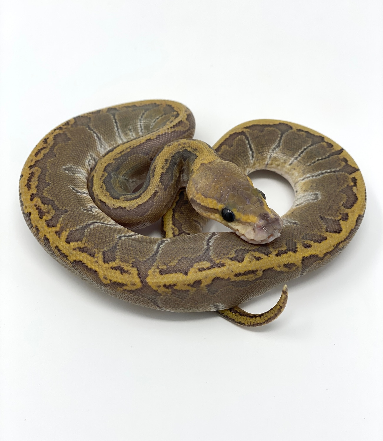 Hypo Ghi Pinstripe Ball Python by Royal Blue Reptiles - MorphMarket