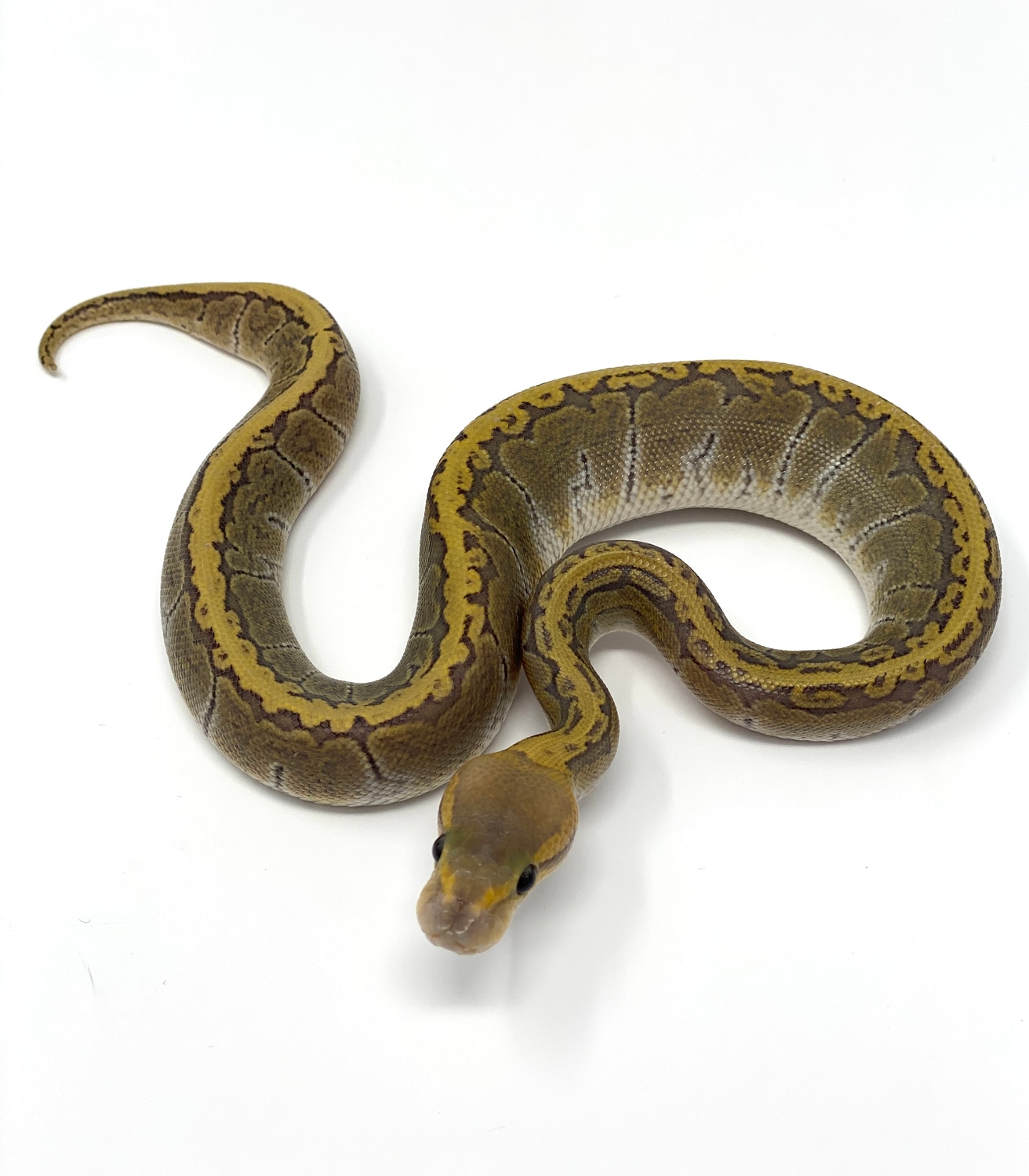 Hypo Ghi Pinstripe Ball Python by Royal Blue Reptiles - MorphMarket