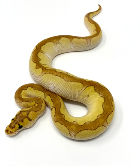 Butter Enchi Clown Ball Python by Royal Blue Reptiles
