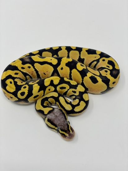 Pastel Desert Ghost Ball Python by Royal Blue Reptiles