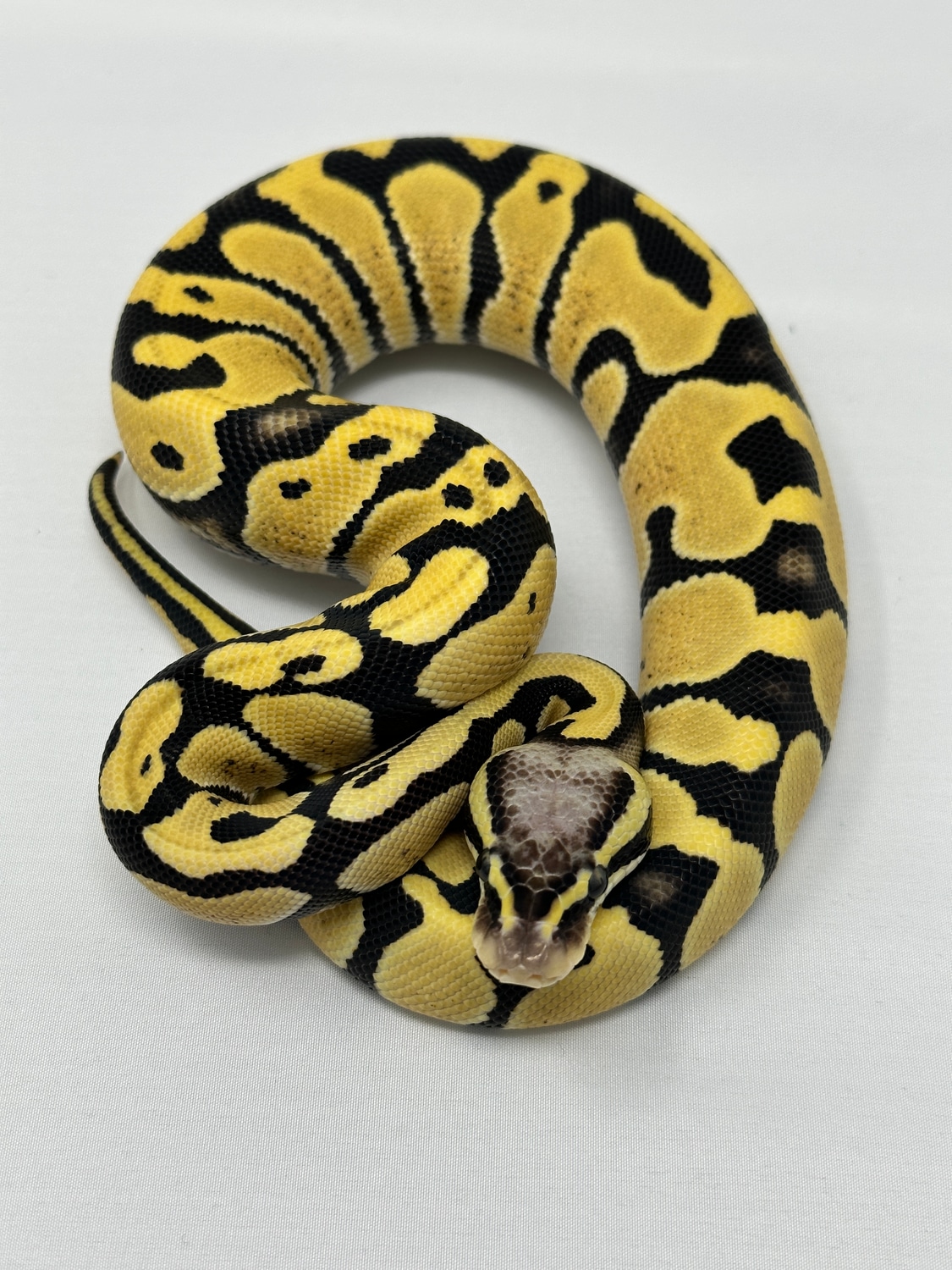 Pastel Desert Ghost Ball Python by Royal Blue Reptiles - MorphMarket