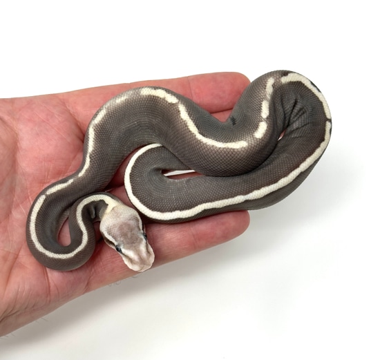 Super Ghi Mojave Pastel 100% Het Clown Ball Python by Royal Blue Reptiles