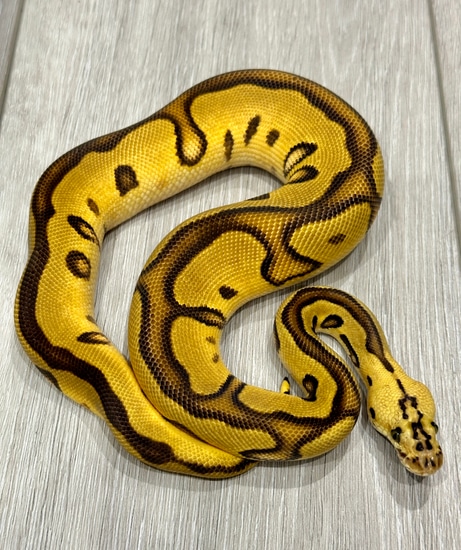 Pastel Stranger Enchi Leopard Clown Ball Python by Royal Blue Reptiles