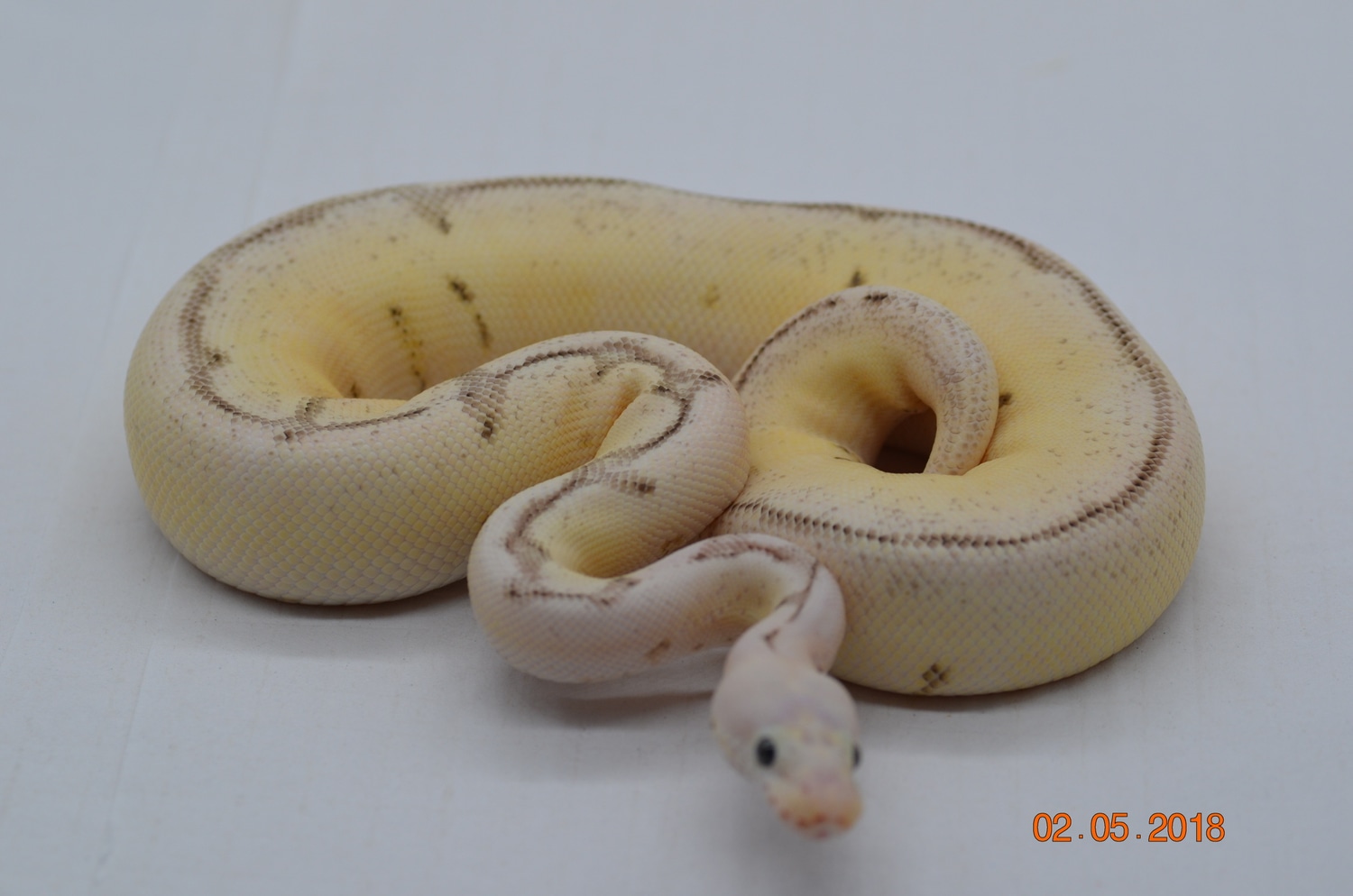 Super Pastel Fire Clown Spider 360g Ball Python by American Royals ...