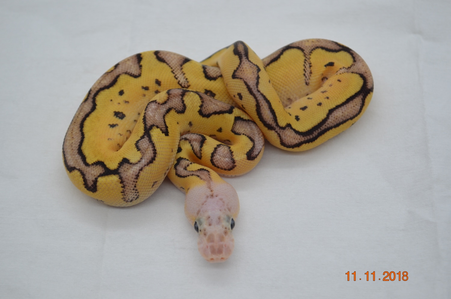 Superfly Clown Female Ball Python by American Royals - MorphMarket