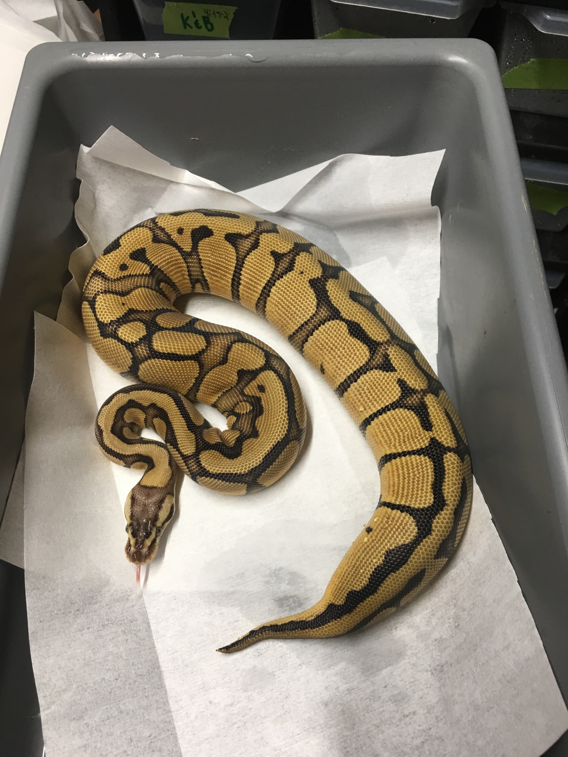 Ball Python Clutch: 2016-A3 by American Royals - MorphMarket