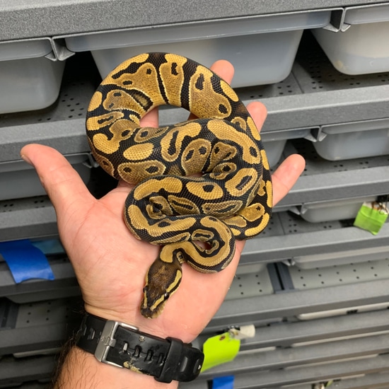 Fire 66% Het Clown Ball Python by American Royals