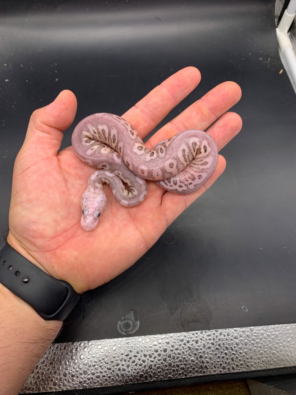 Pastel Pompeii Ball Python by American Royals - MorphMarket