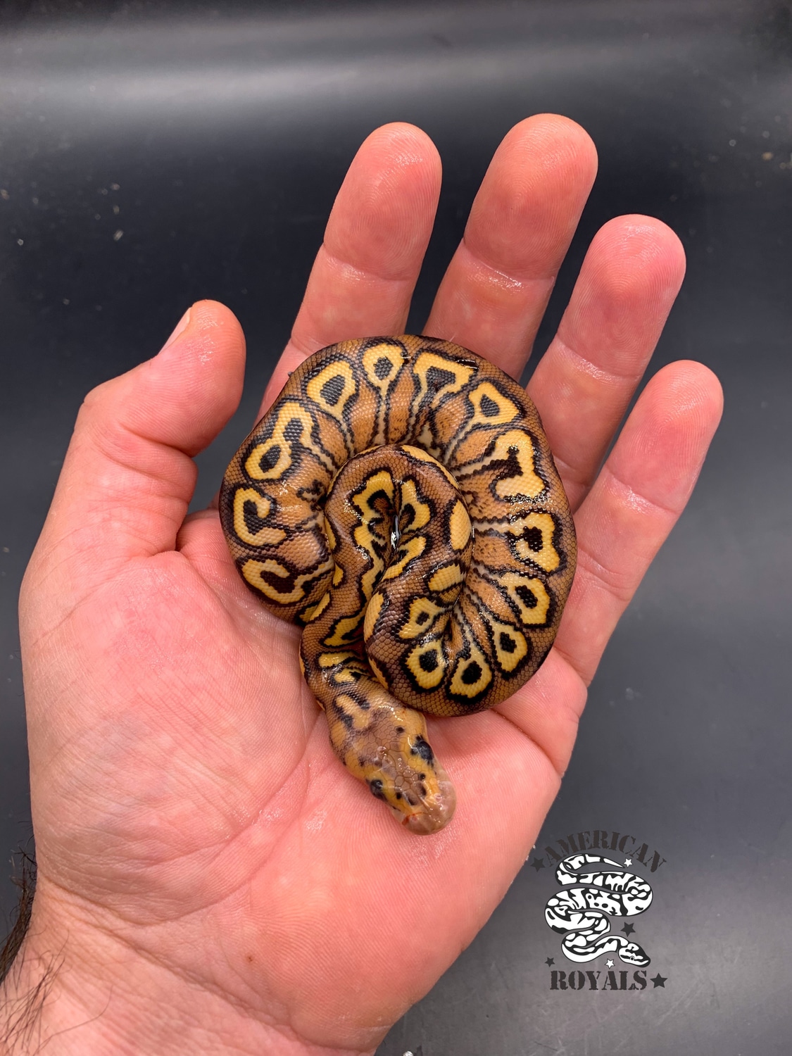 Pastel Pompeii Ball Python by American Royals - MorphMarket