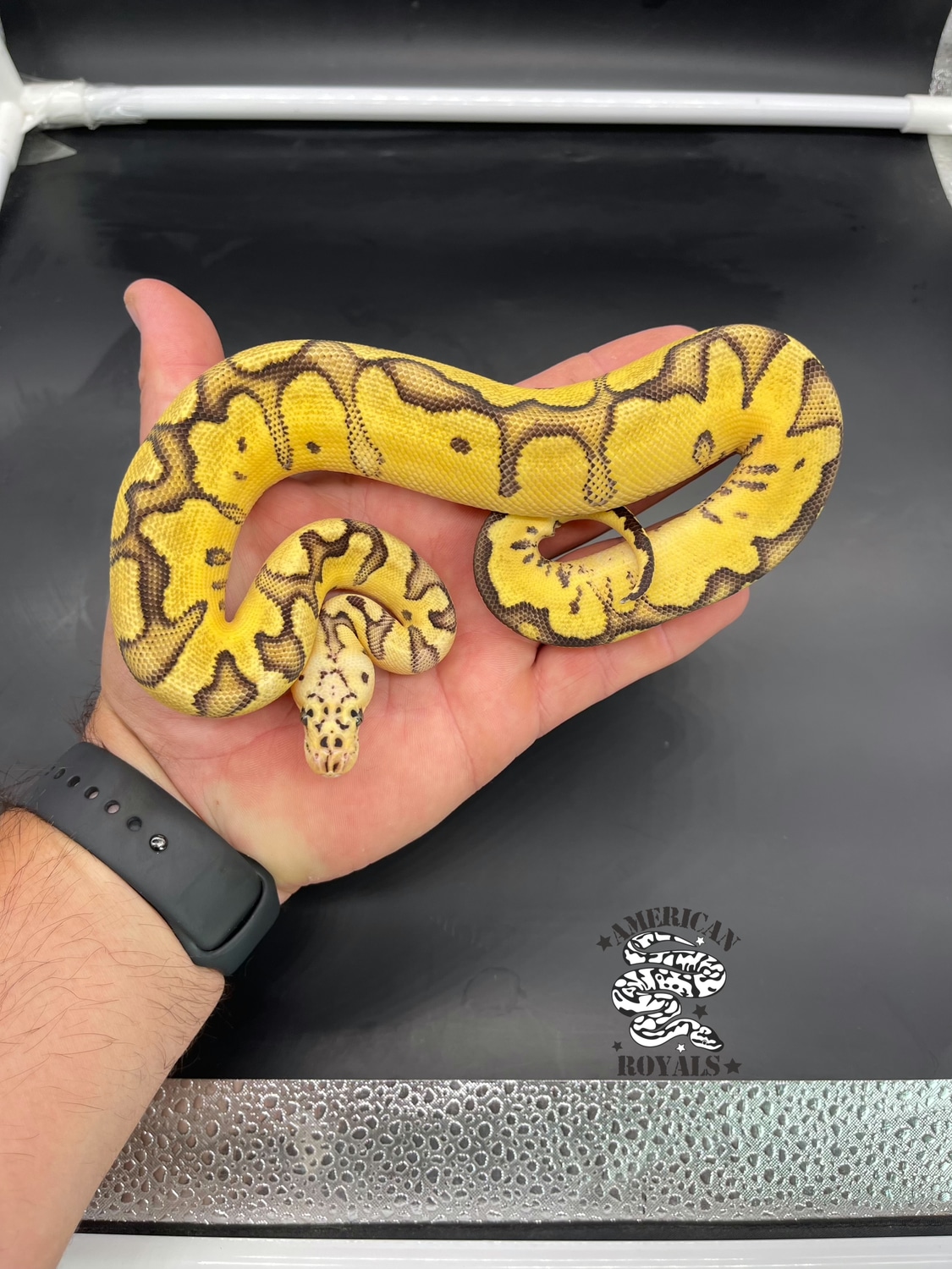 GHI Fire Pastel Clown Ball Python by American Royals - MorphMarket