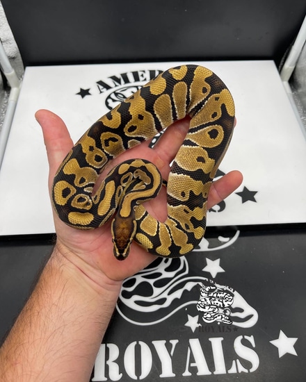 Trojan Het Clown Ball Python by American Royals