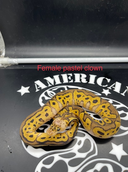 Pastel Clown Ball Python by American Royals