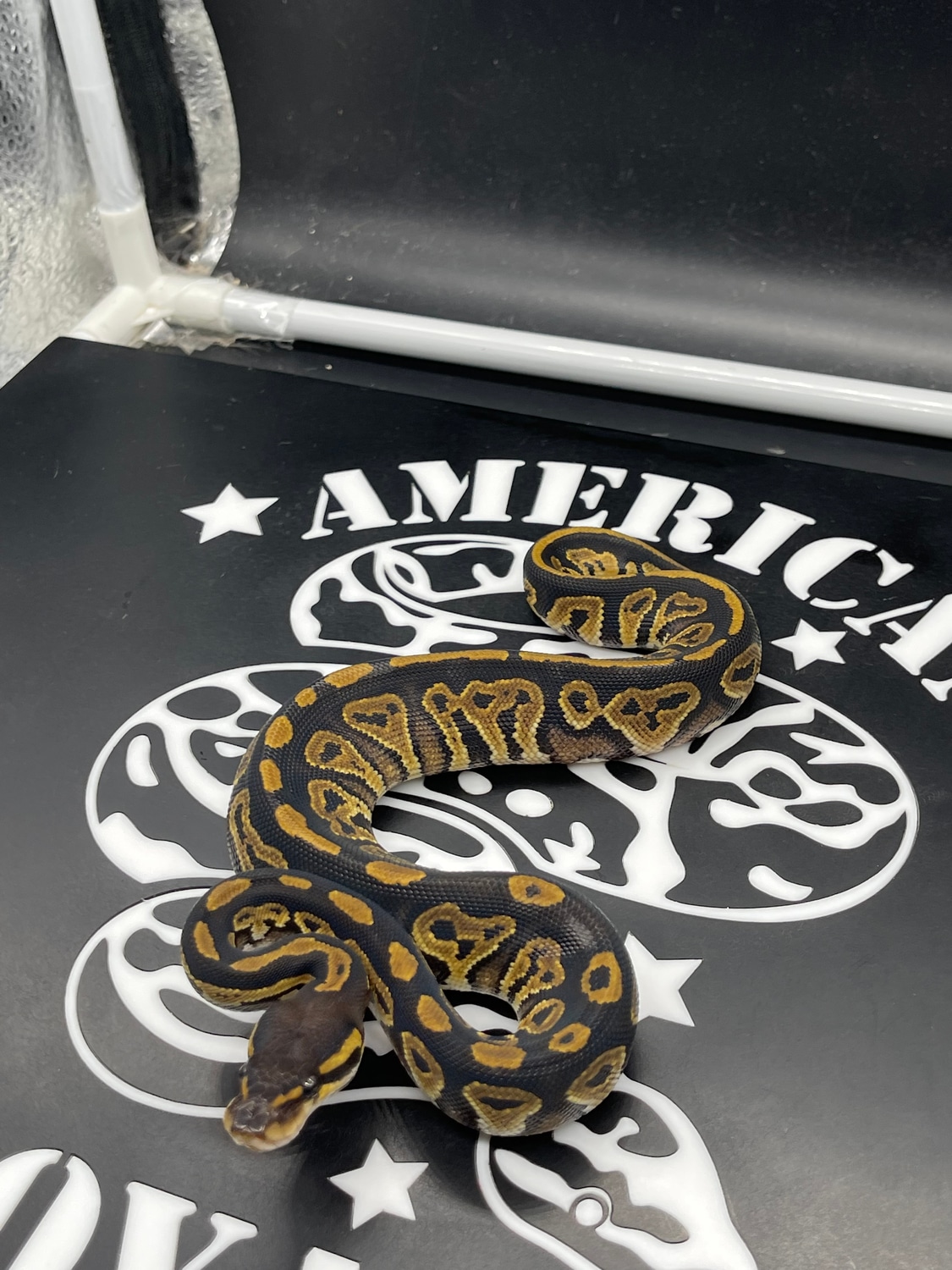 Blackhead Het Clown Ball Python by American Royals - MorphMarket
