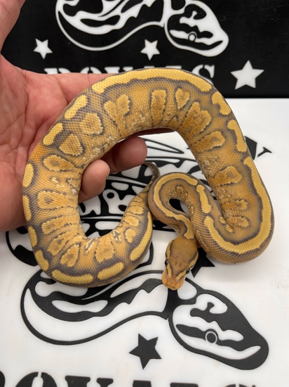 Paint Hypo Male 250 Grams Ball Python by American Royals