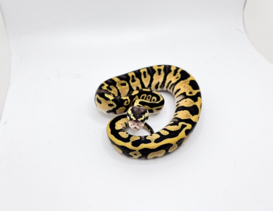Pastel Leopard Het Puzzle Ball Python by Royalty exotics Inc