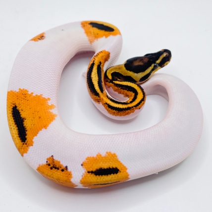 Royalty exotics Inc - MorphMarket