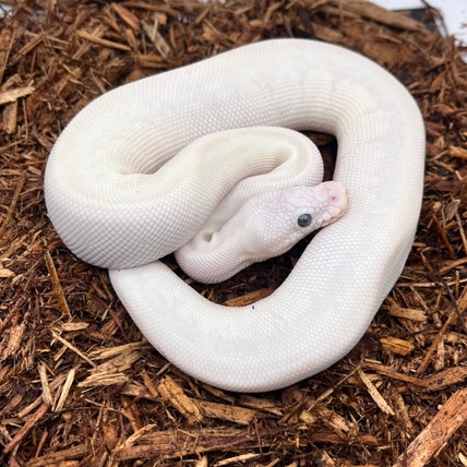 Royalty exotics Inc - MorphMarket