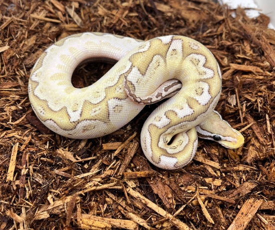 Bamboo Pastel OD Enchi Ball Python by Royalty exotics Inc