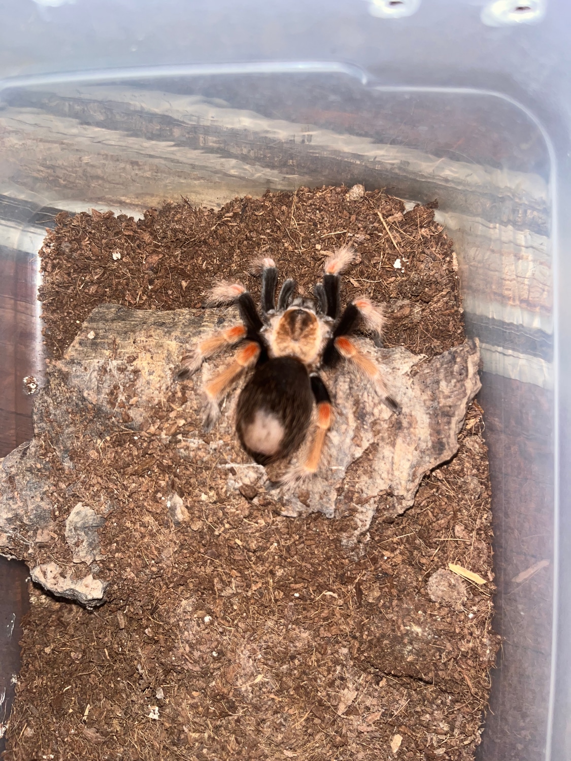 Mexican Fire Leg Tarantula by RoyaltyReptiles - MorphMarket