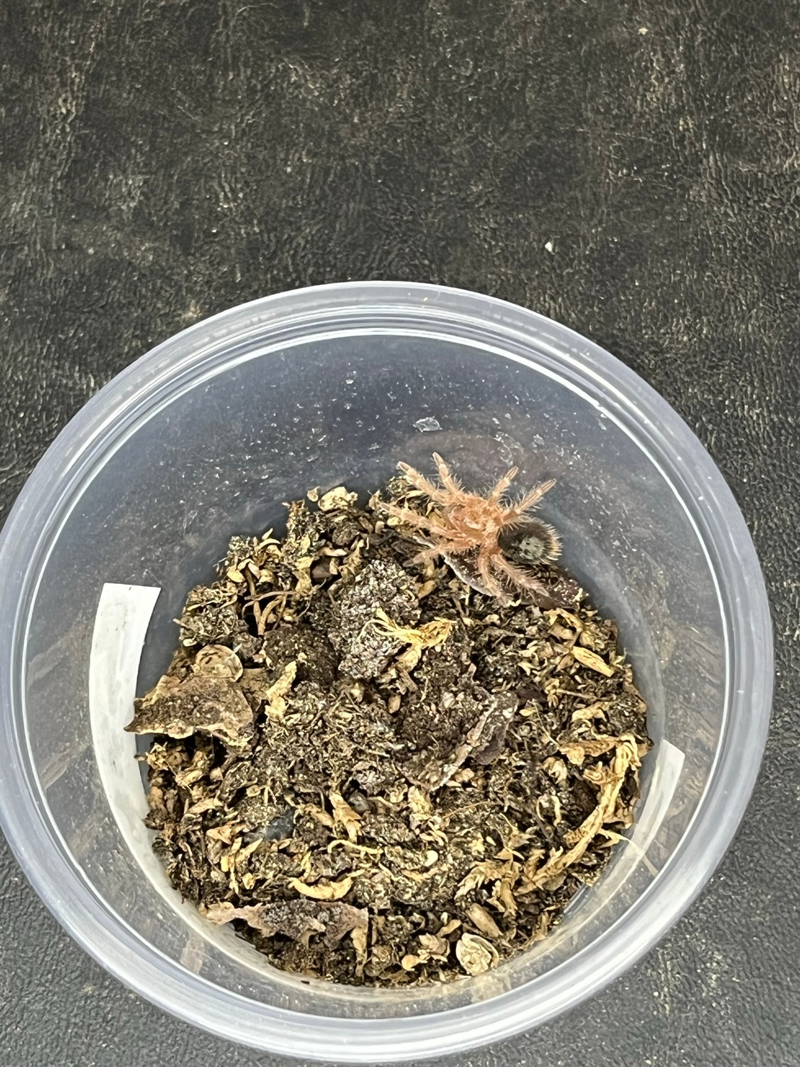 .75 G.pulchripes (Chaco Golden Knee) Tarantula by RoyaltyReptiles ...