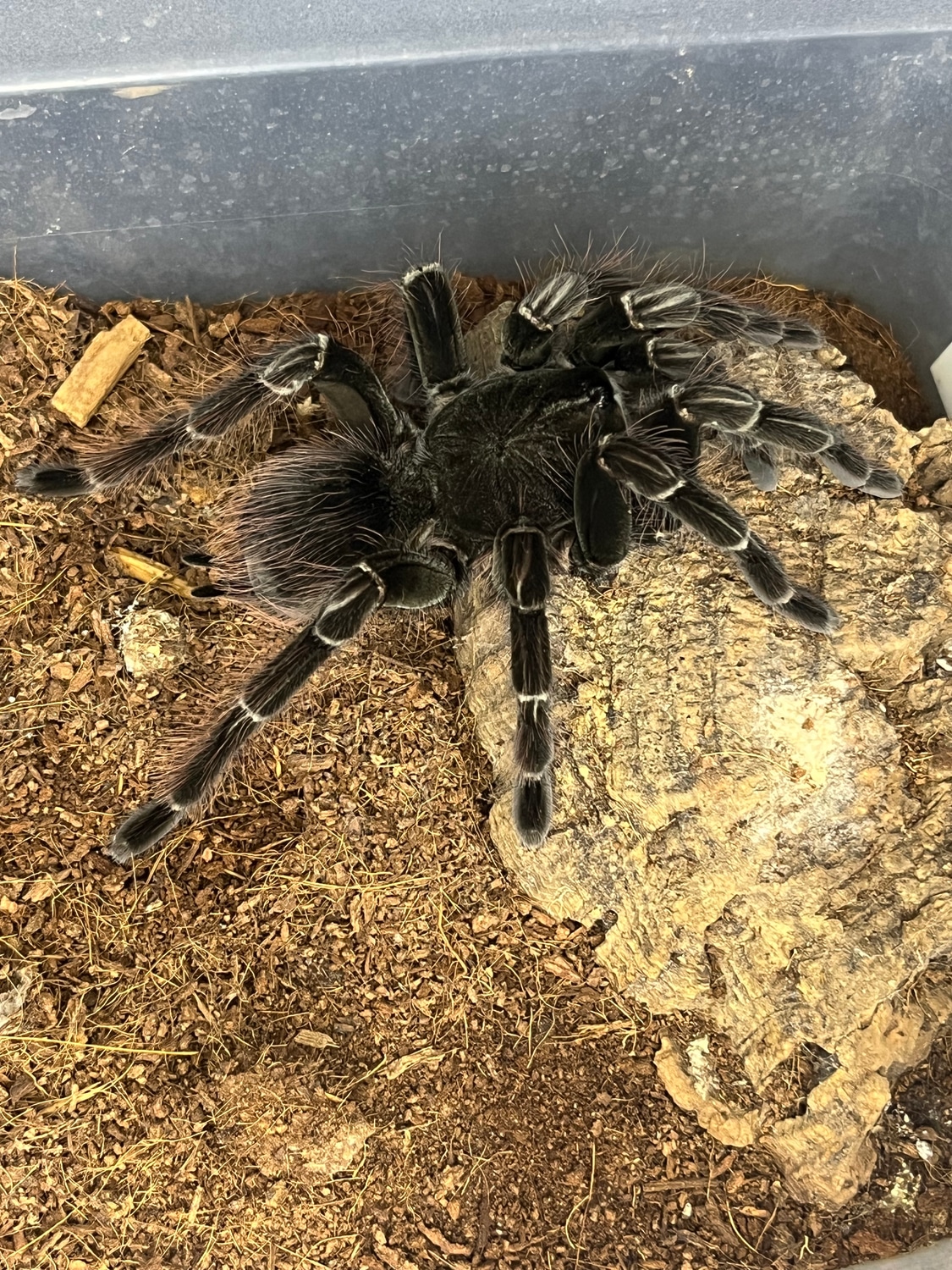 Brazilian Pink Bloom Bird Eater Tarantula by RoyaltyReptiles - MorphMarket