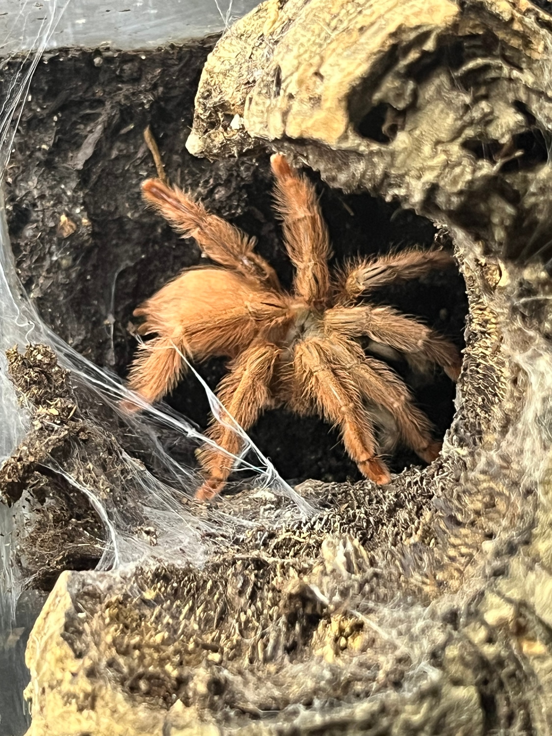 Female Orange Tree Spider Tarantula by RoyaltyReptiles - MorphMarket