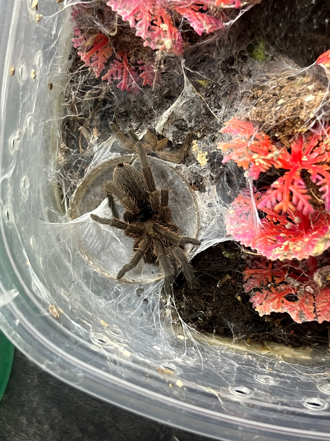 Argentine Copper Dwarf Tarantula by RoyaltyReptiles - MorphMarket