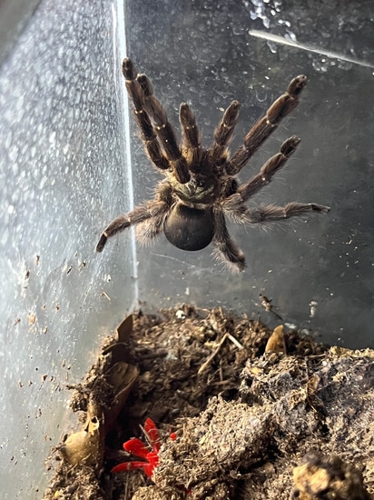 Copper Tree Spider Tarantula by RoyaltyReptiles