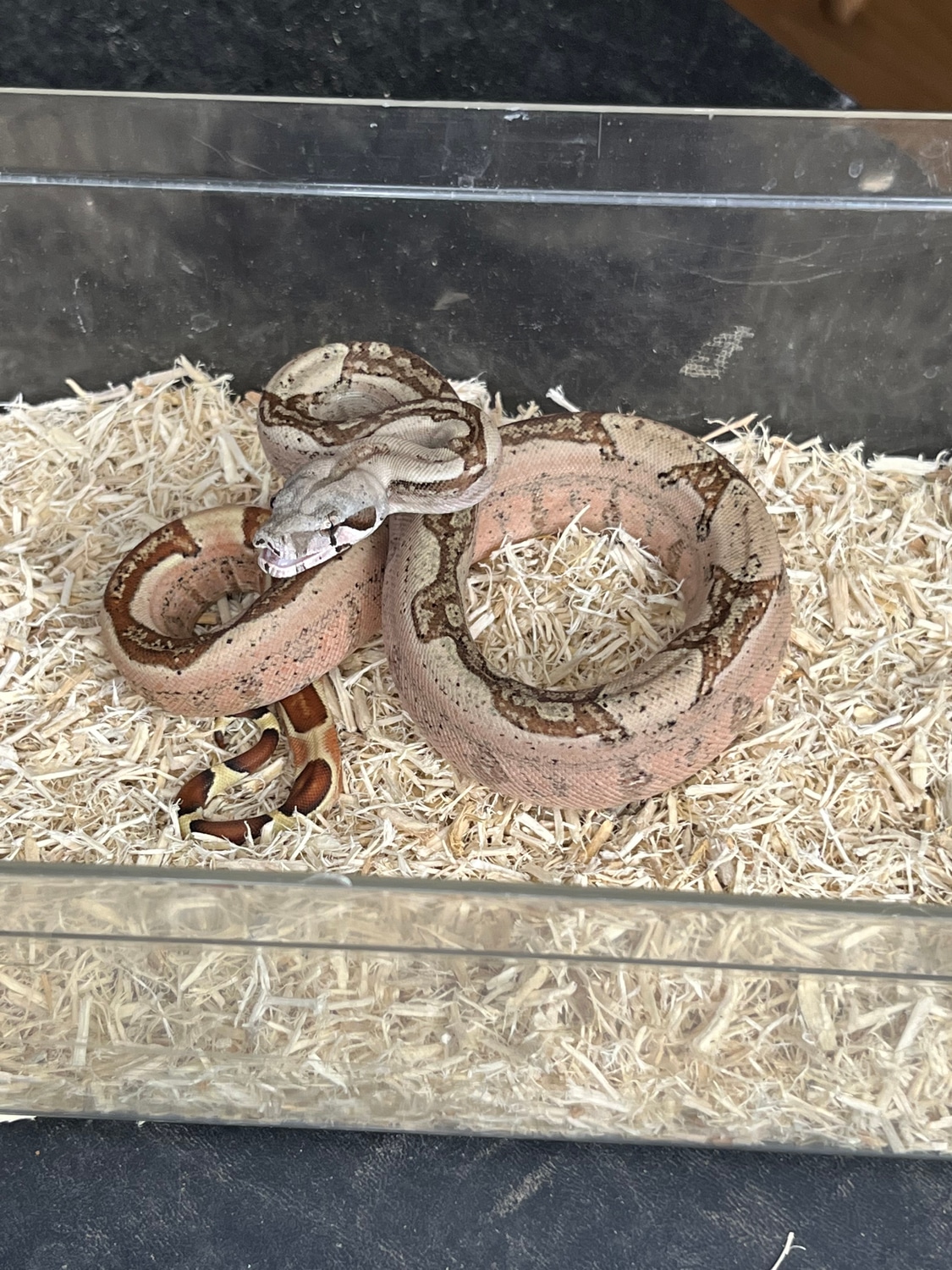 Hypo Pink Panther Het Vpi/ Leopard Boa Constrictor by RoyaltyReptiles ...