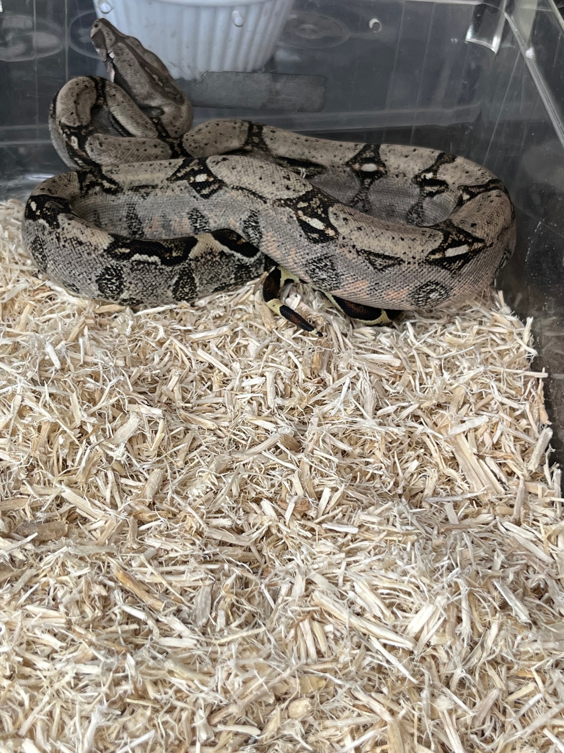 Pink Panther Het Habanero Boa Constrictor by RoyaltyReptiles - MorphMarket